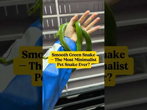 Smooth Green Snake – The Most Minimalist Pet Snake Ever?#animals #animalfacts #animalshorts