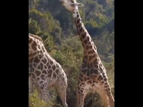 If you didn't know how giraffes fight, then this is what it looks like #shorts