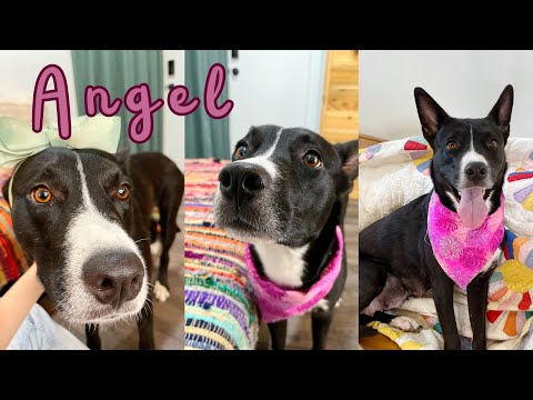 Dog for adoption - Mama Angel- The BESTEST Girl!, a Border Collie ...