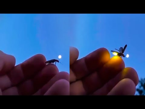 Fireflies, also known as lightning bugs, produce a cold light with no infrared..