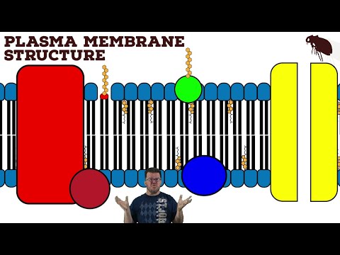 Plasma Membrane Structure