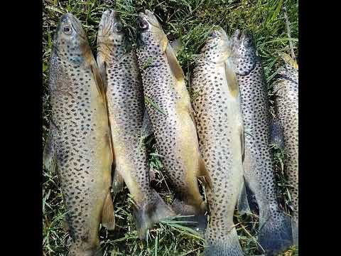 trout fish gilgit baltistan
