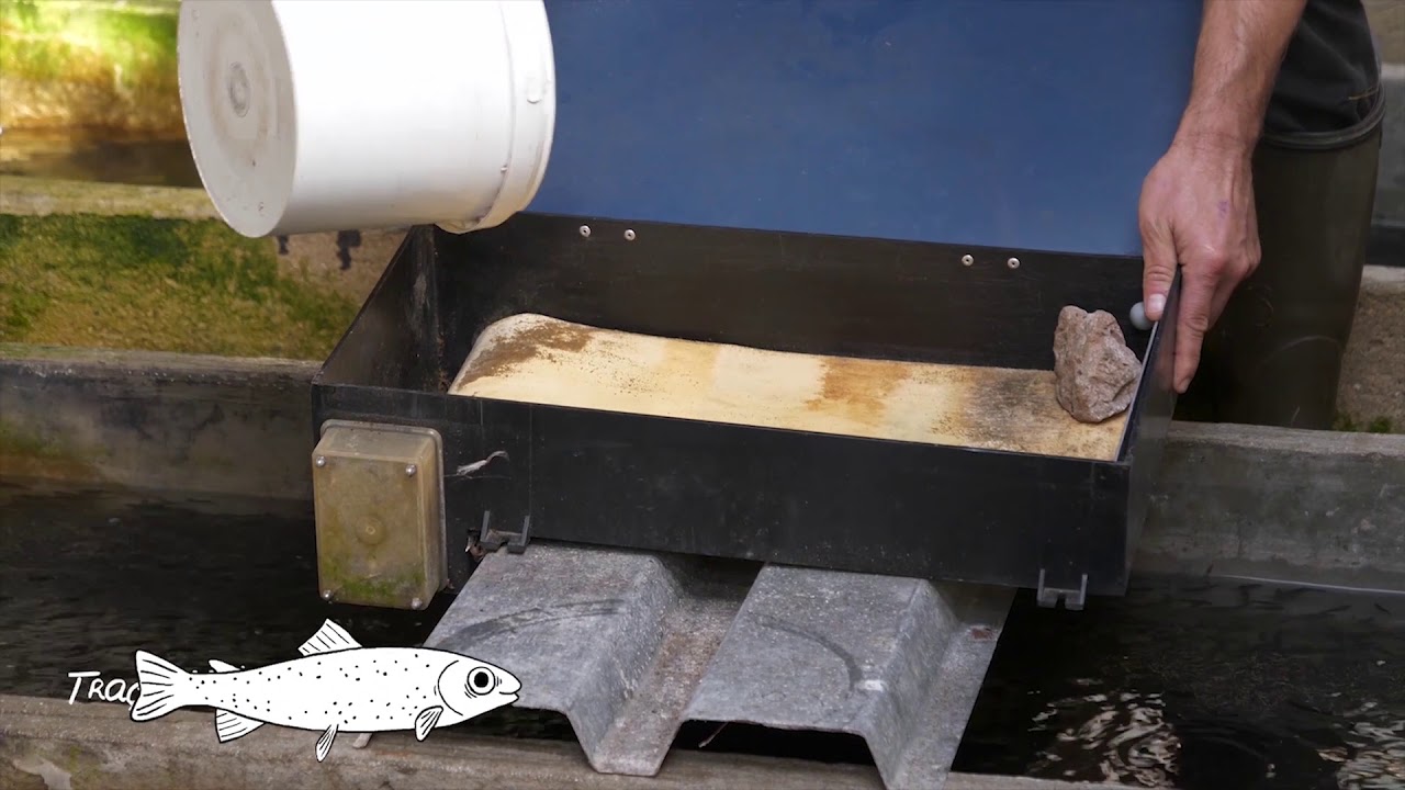 Film pédagogique: Présentation de la pisciculture d'Anzin St Aubin