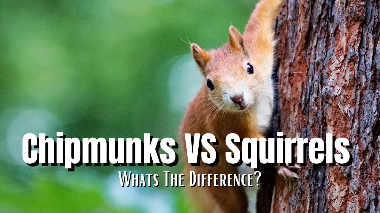 Chipmunks VS Squirrels: Whats The Difference?