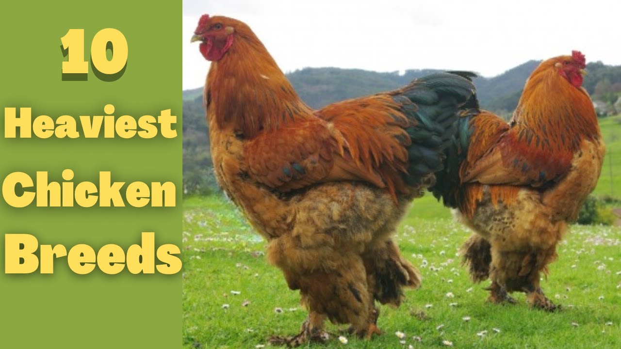 10 Heaviest chickens breeds in the world| 10 Largest Chicken| Giant  Chickens