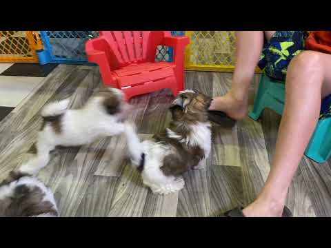 P Litter + Lion Update! - Abcdoggy 2021 - Havanese