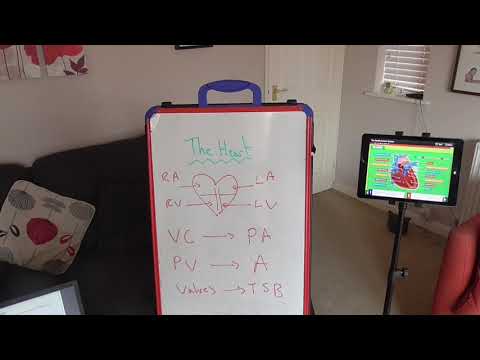 GCSE PE HEART, BLOOD VESSELS AND CARDIAC OUTPUT