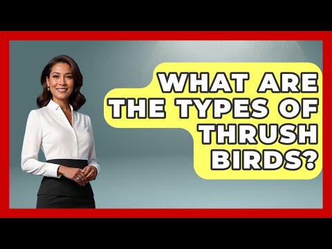 What Are The Types Of Thrush Birds? - Bird Watching Diaries