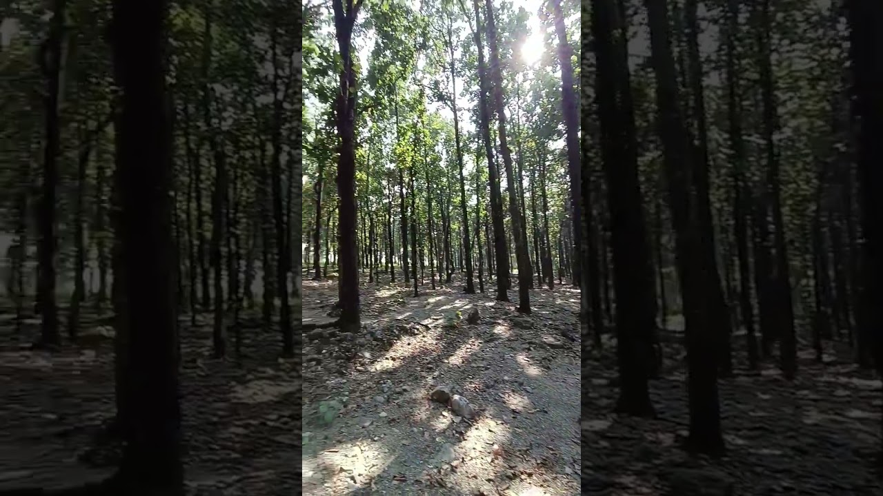 Show me a beautiful view#shorts #intotheforest