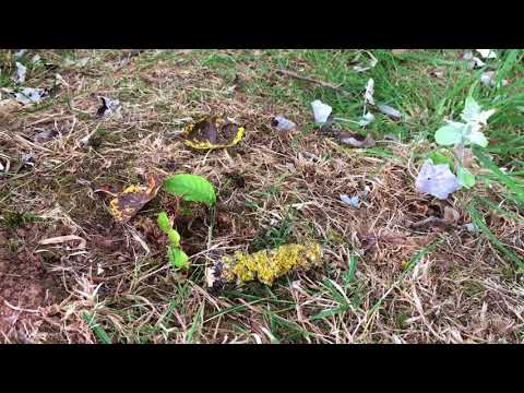 White Poplar (Populus alba) - saplings / suckers - July 2018