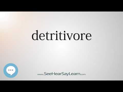 detritivore - Smart & Obscure English Words Defined 🗣🔊