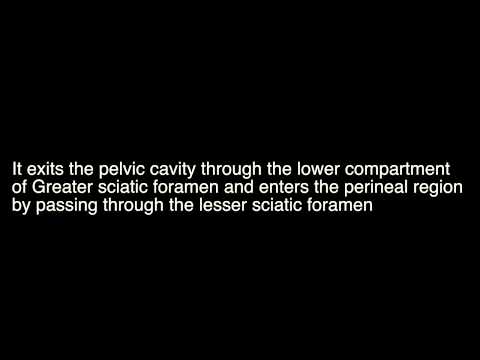 Bony Pelvis & Pelvic Cavity (Part 1 & 2) Quiz