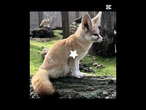 fennec fox ★ #fennec #fox #edit #therianthropy #therians #therian #theriotypes #theriotype