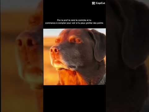 Cooked dog meme !πΆ