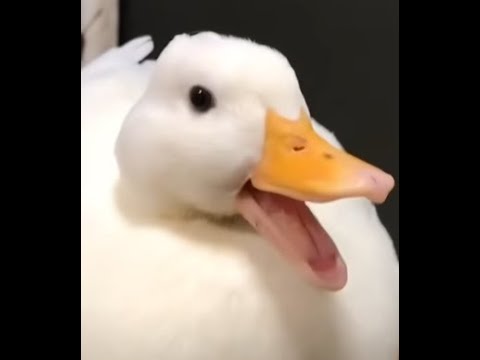 Steam Community :: Video :: duck game