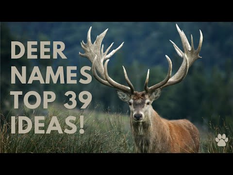 🦌 Deer Names 🌿 39 BEST 🌿 TOP 🌿 GOOD Ideas | Names