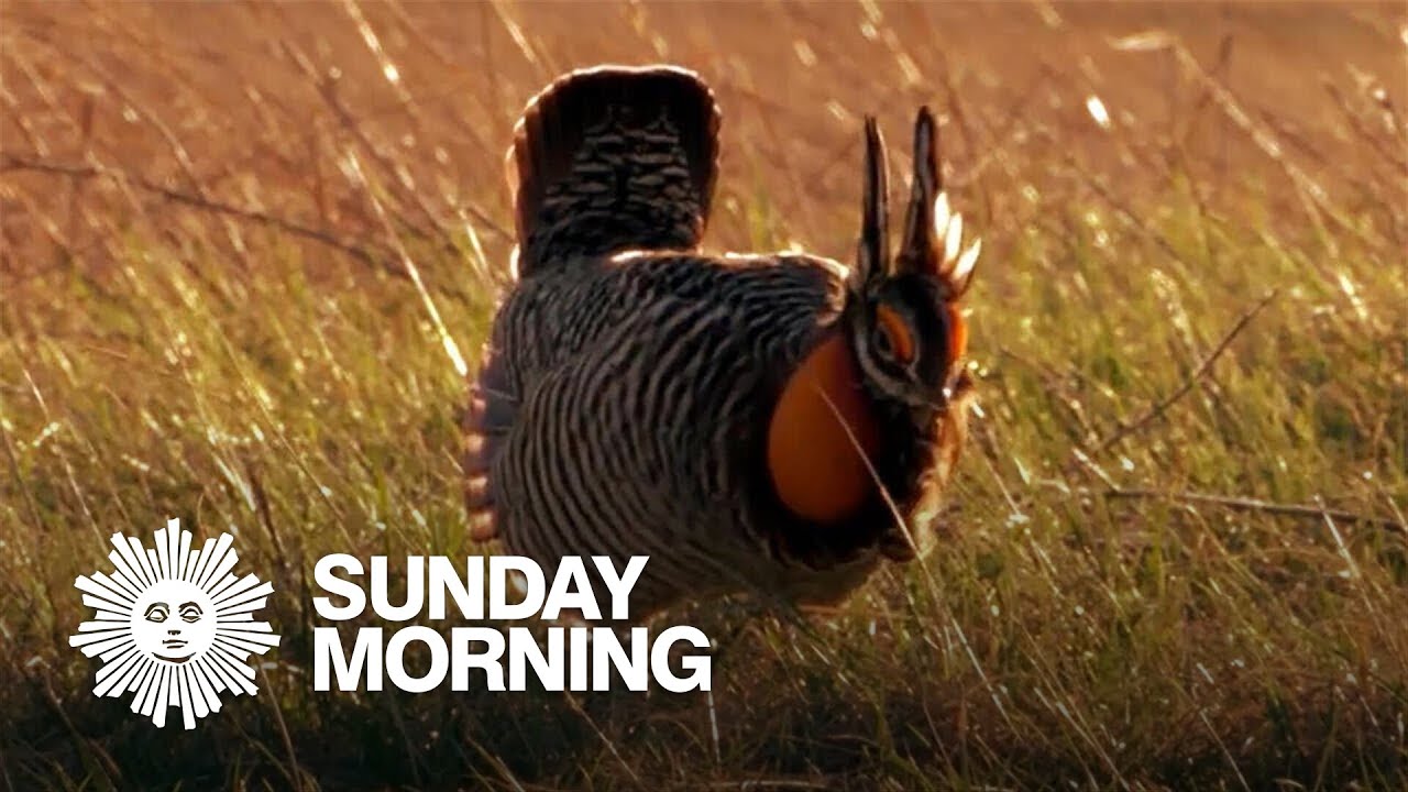 Nature: Prairie chickens in South Dakota