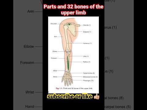 Parts and 32 bones of the upper limb