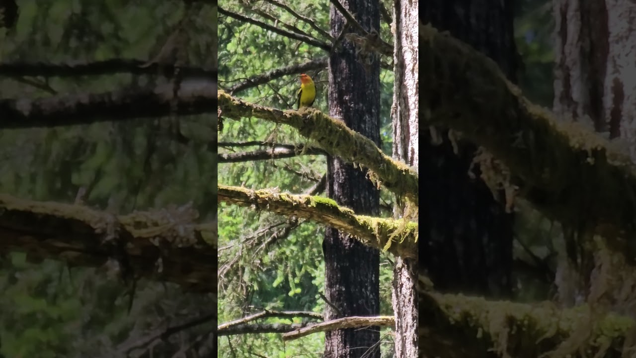 Western Tanager wild and free #westerntanager #tanager #birds