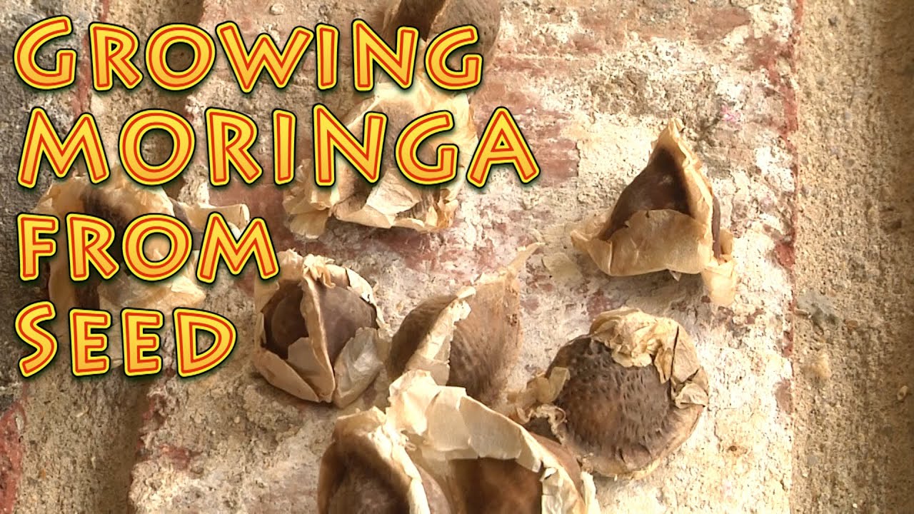 Growing Moringa From Seed A How To Video