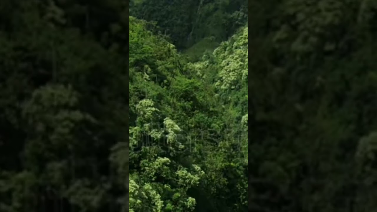 forest and town #shutterstock #video #morning #time