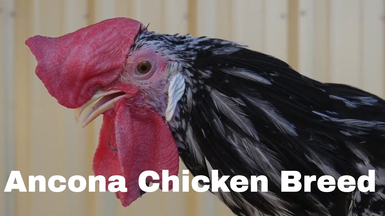 Chicken Breed Analysis: Ancona