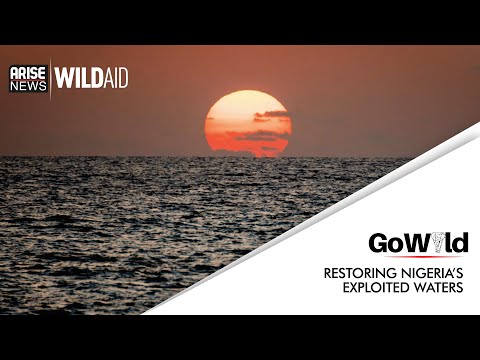 Go Wild S2 E12: Restoring Nigeria's exploited waters