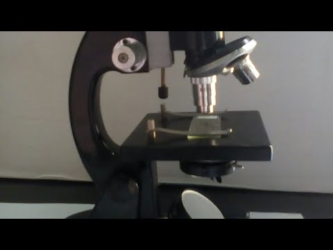 Compound Microscope - Bright-Field Microscope Latest Price ...