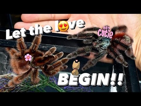 Mating the MOST BEAUTIFUL TARANTULA species IN THE WORLD (in my opinion) !!!