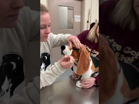 Veterinary Nursing II Skill Demo Video: Proper Application of Eye Ointment