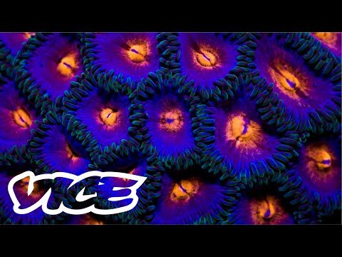 Coral City: Part 1 - Process Behind Coral Morphologic's Living Artworks
