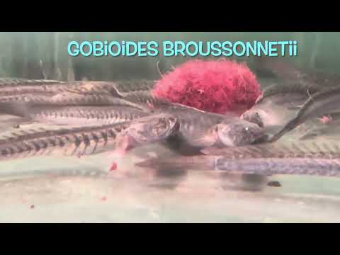 Gobioides broussonnetii