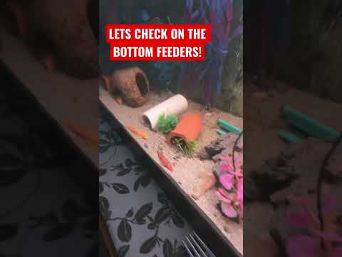 BOTTOM FEEDERS!