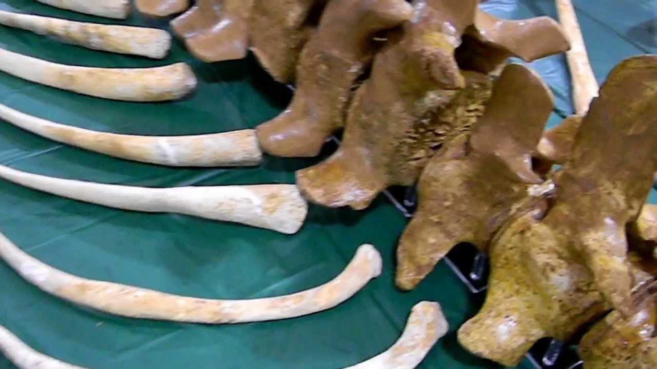 Basilosaurus Whale Fossil Skeleton