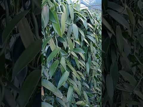 Vanilla Plant - How to grow vanilla plant. #shorts