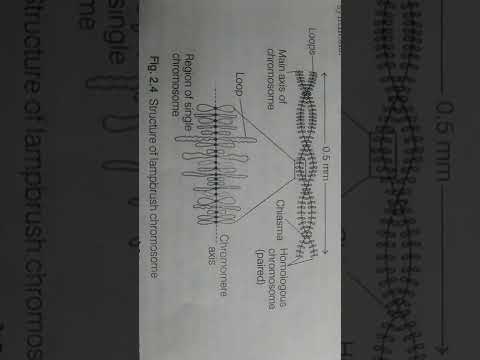 The structure of lampbrush chromosome