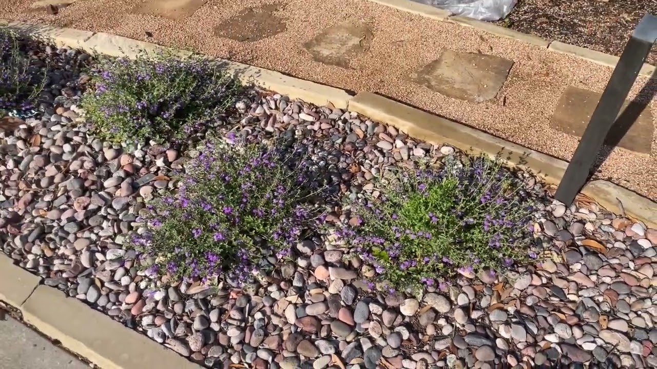 Best Plants Series - Germander