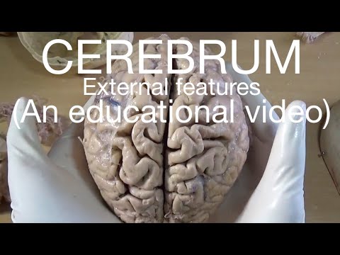CEREBRUM - EXTERNAL FEATURES (An educational video)