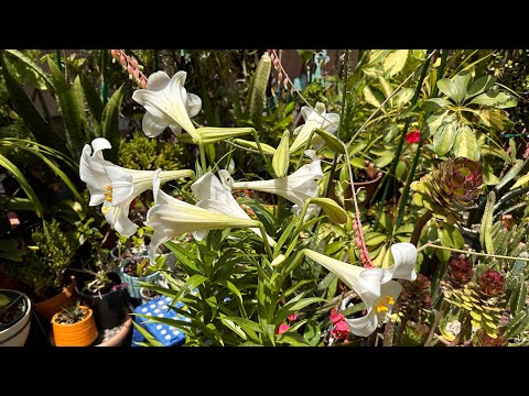 How To Rebloom Easter Lily Gift Plants