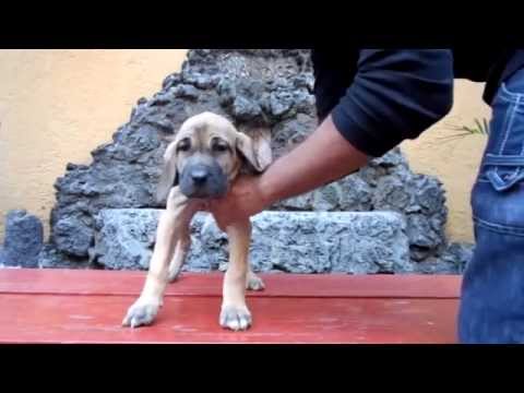Fila Brasilero Hembra 3. Cachorros fila brasileiro en venta, Hermosos cachorros 01(55)84885050