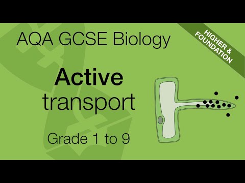 AQA GCSE Biology: Active Transport Explained | GCSE 9-1 Revision
