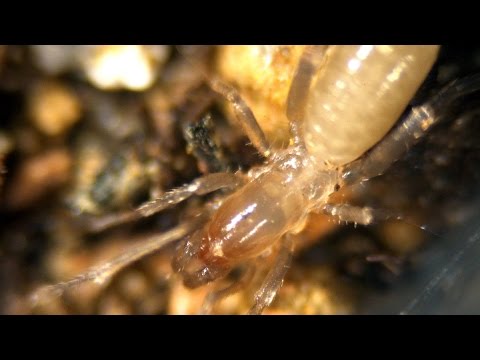 Locomotion behavior of Schizomida (Arachnida) | biologe