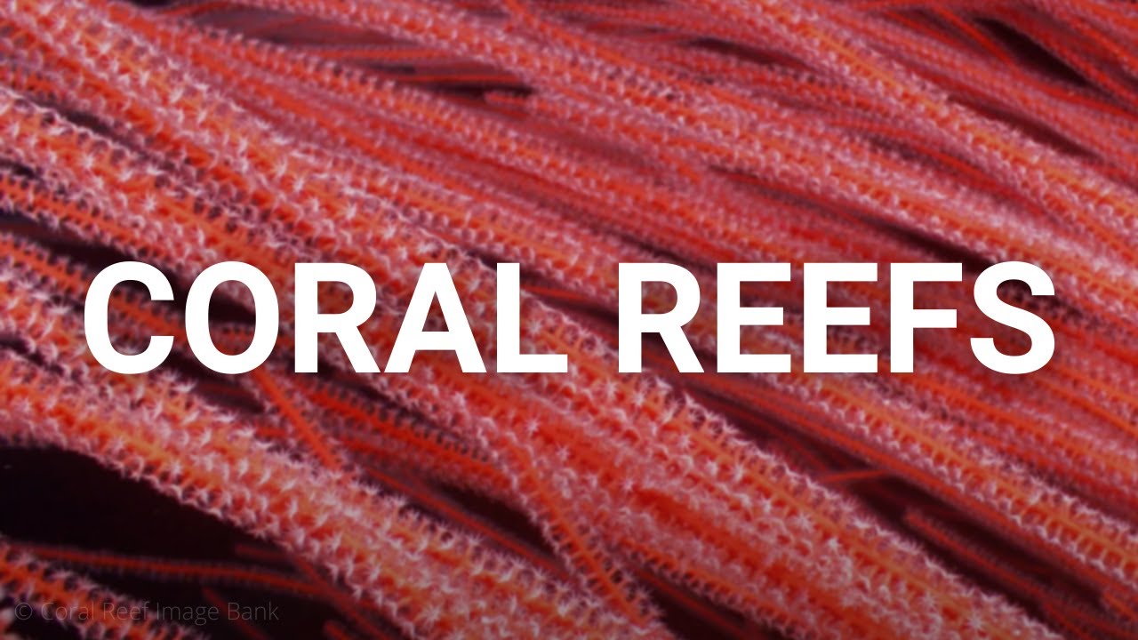 Perkembangan Kondisi Tutupan Karang di Great Barrier Reef - Green ...