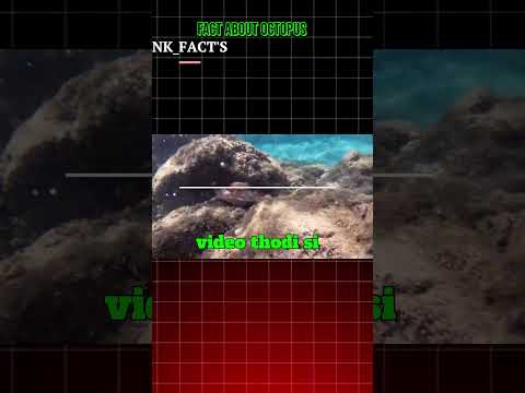 Fact about octopus🤯😱 | #NK_FACT'S #subscribe #viral #like #fact #trending #octopus #shorts