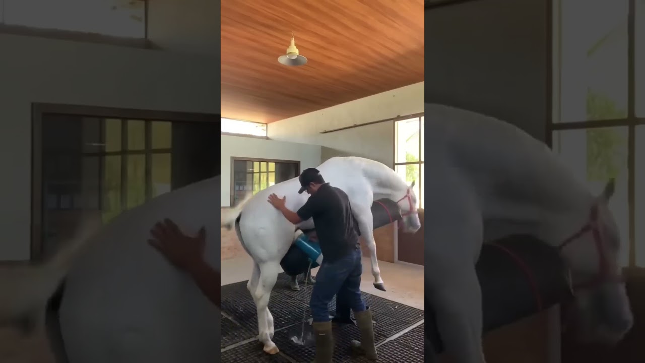Horse breeding on machine - How to breed with machine