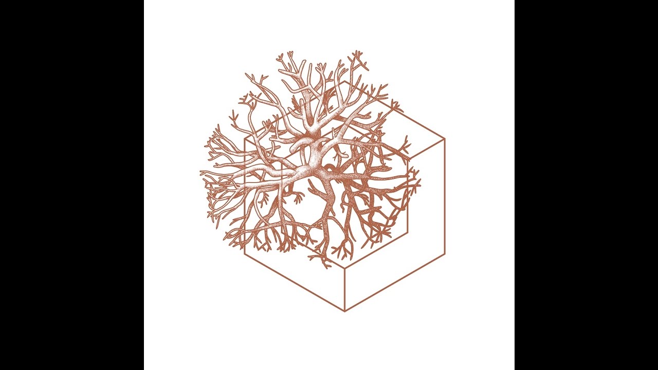 MOOC Les origines de l'Homme  - Sujet 1.2 : Les humains ont de la classe