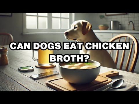 Can Dogs Eat Chicken Broth? Explained