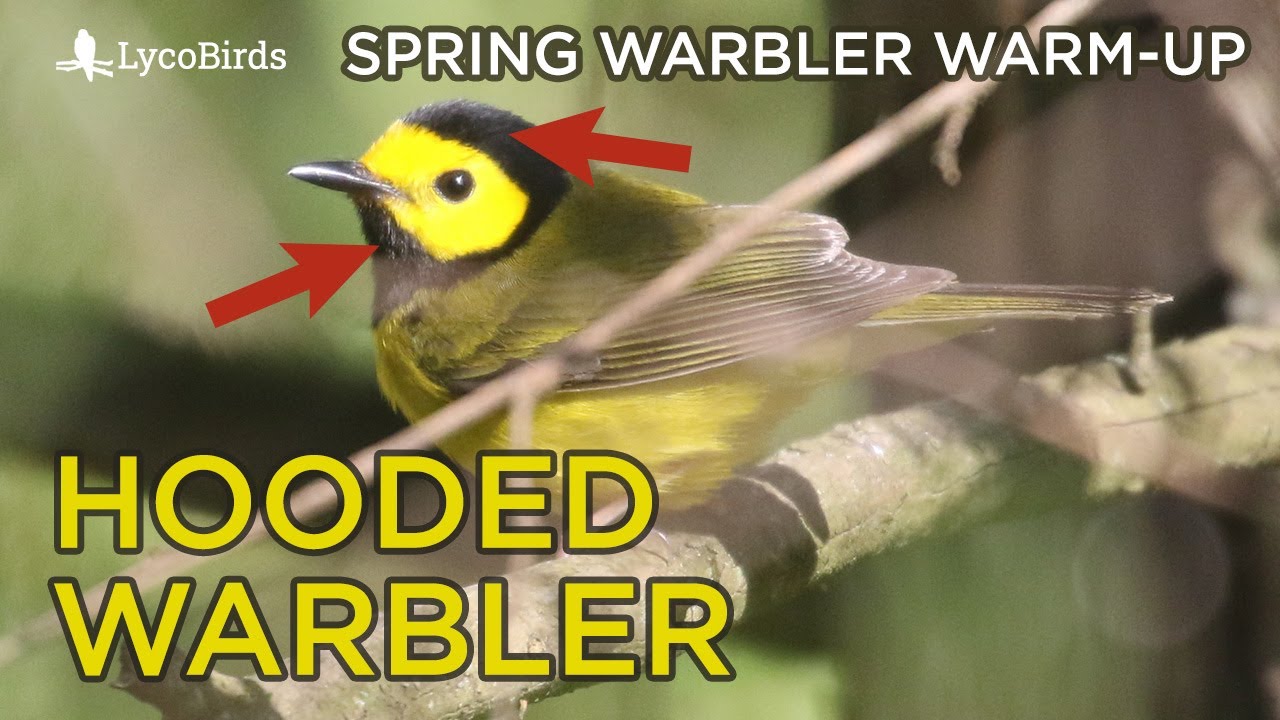 Hooded Warbler Identification | Spring Warbler Warm-up
