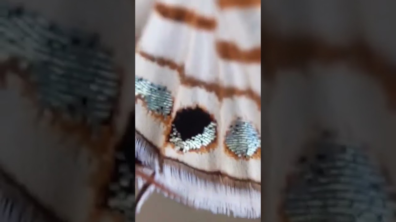 Butterfly 🦋 wing pattern close up ❤️