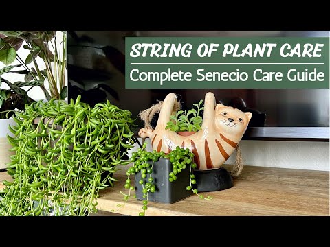 String of Plants Care | Full Senecio Care Guide